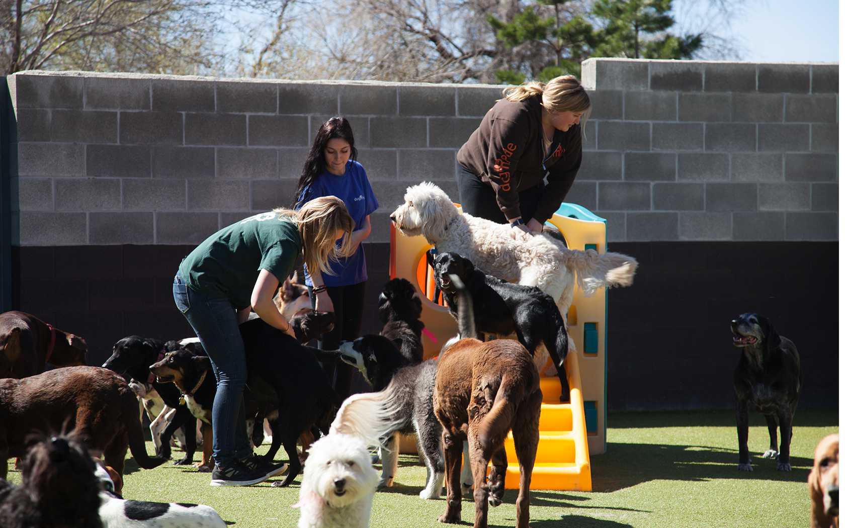 DogMode – Salt Lake City's award winning non-traditional Boarding,