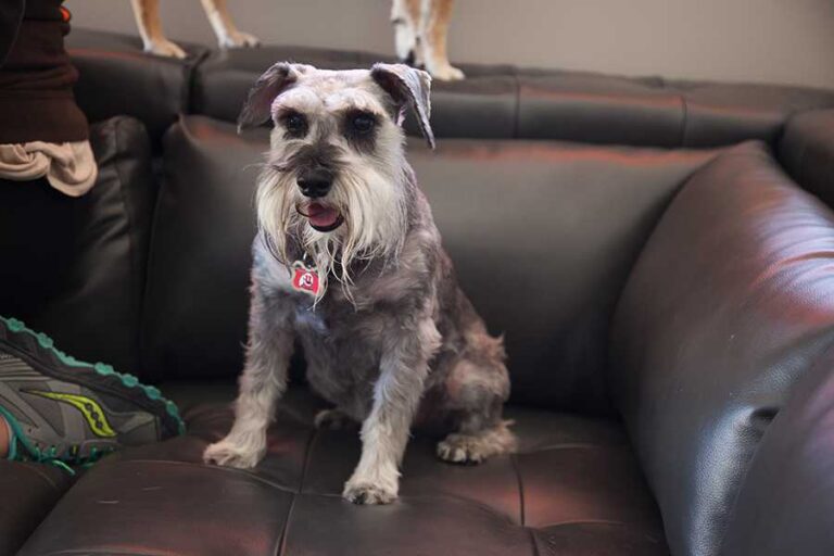 Take a Tour – DogMode