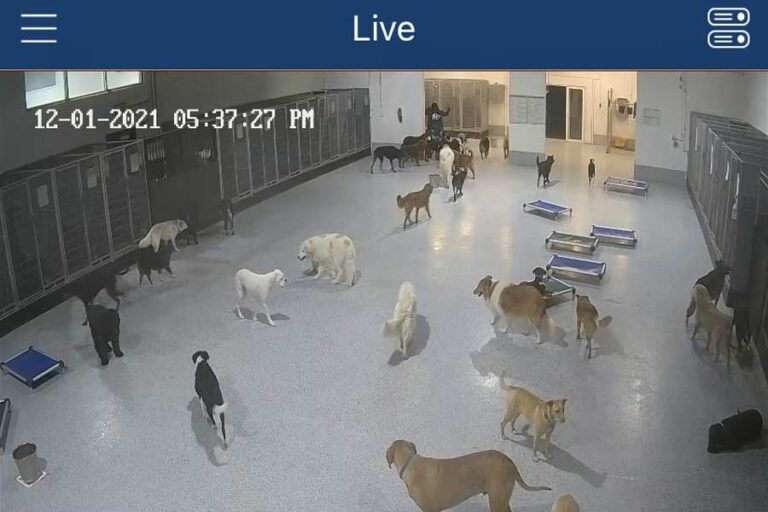 Take a Tour – DogMode